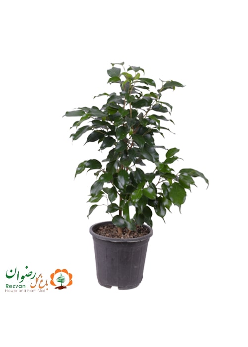 قیمت خرید انواع گیاه بنجامین باغ گل رضوان